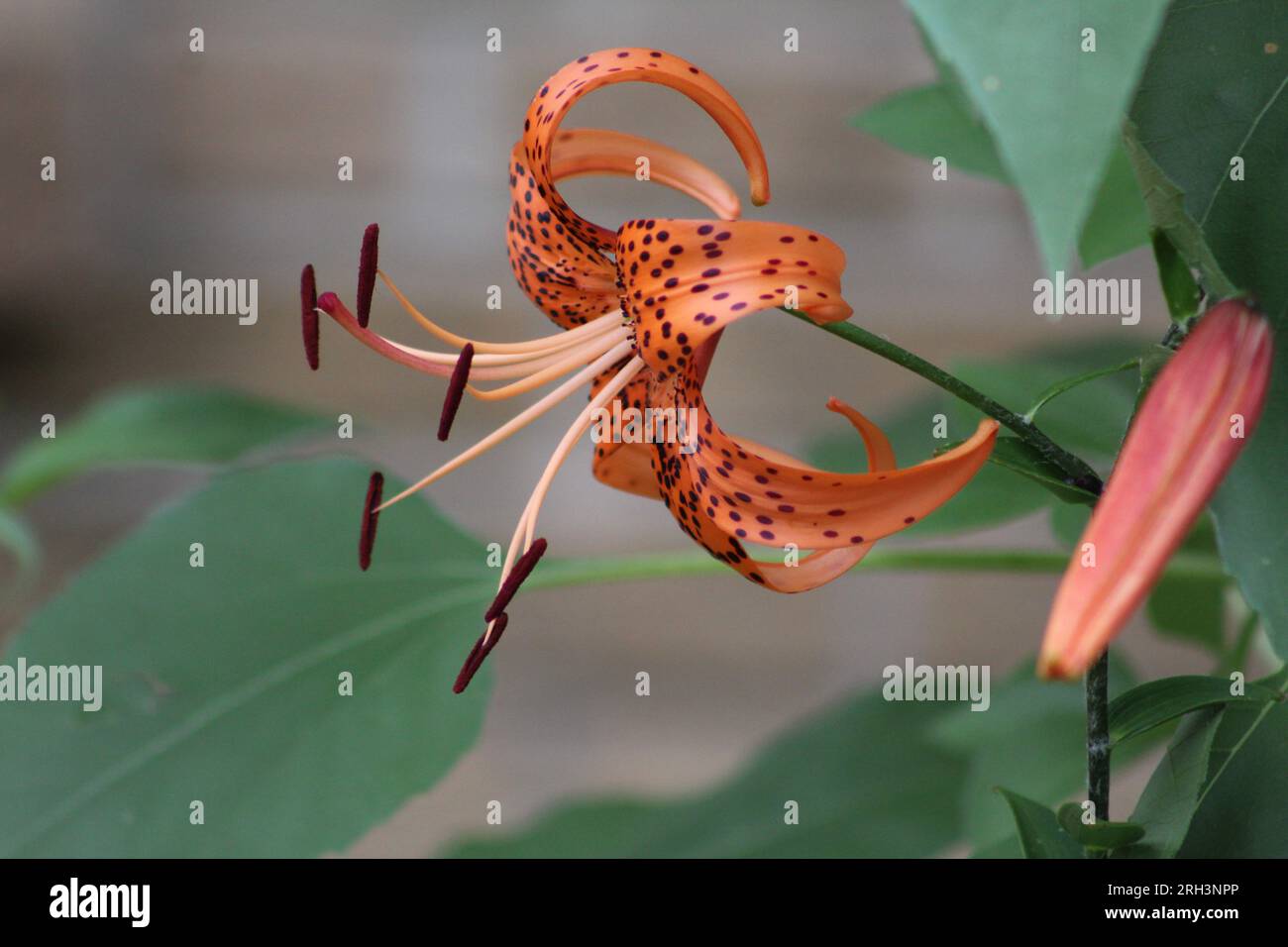 Red dotted tiger hi-res stock photography and images - Alamy