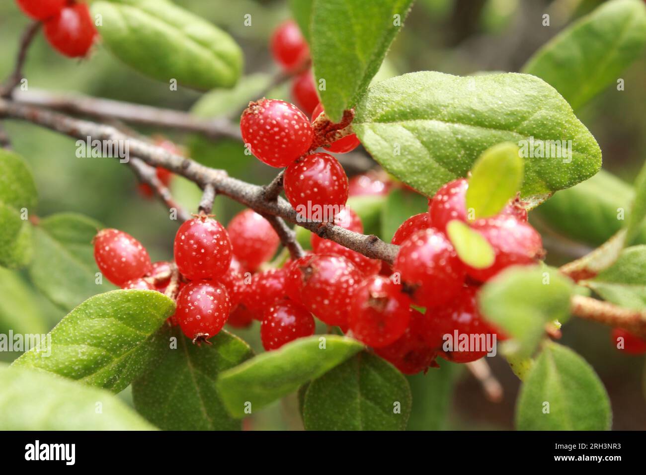 Red Berries on the hillside of Wetstone trail in Crested Butte Colorado ...