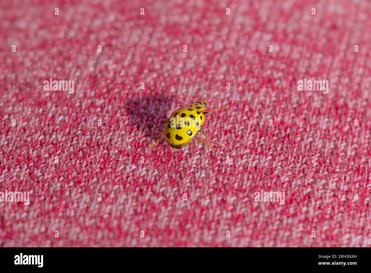 A macro image of a yellow 22 Spot Ladybird - Psyllobora ...