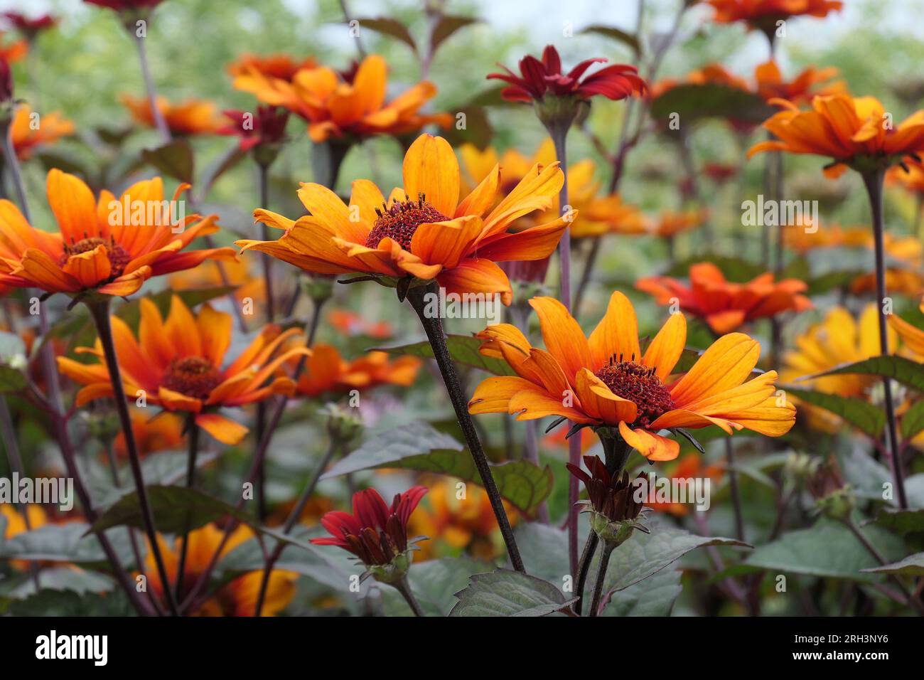 Closeup of the yellow summer flowering herbaceous perennial garden ...