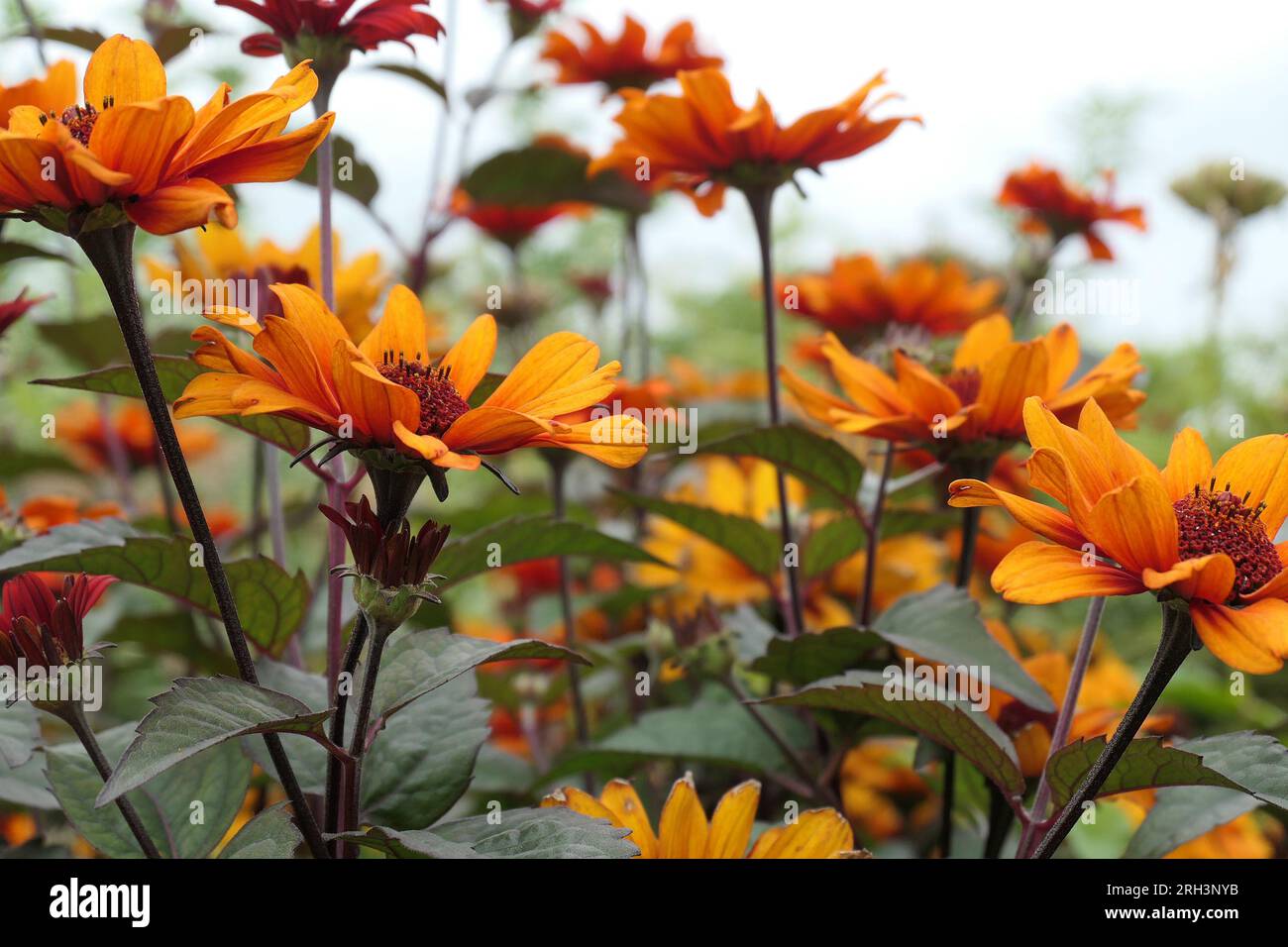 Closeup of the yellow summer flowering herbaceous perennial garden ...