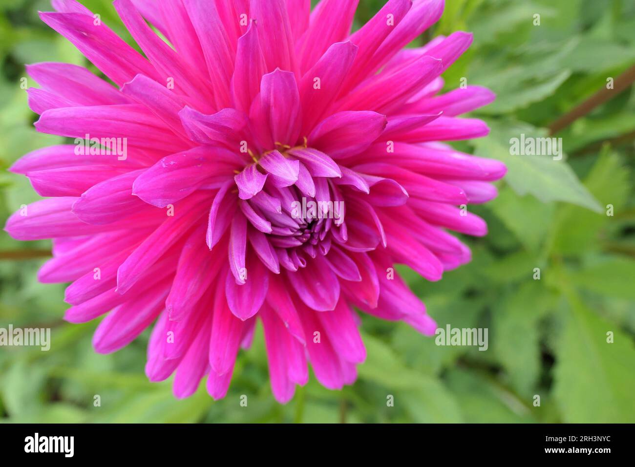Closeup of the dark mauve flower of the tender garden plant cactus ...