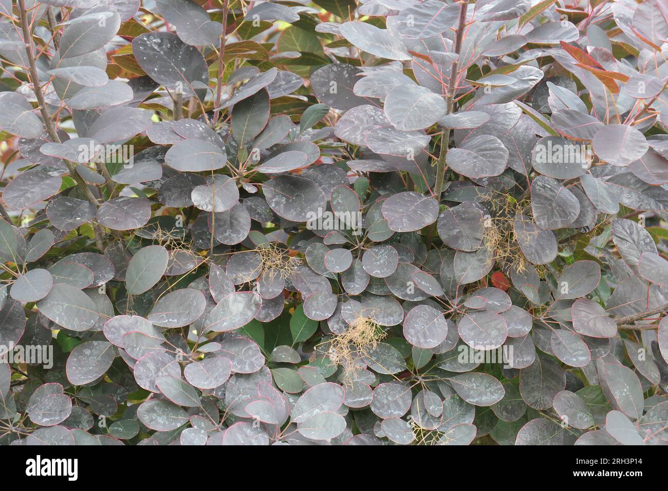 Closeup of the purple foliage of the tall growing perennial garden ...
