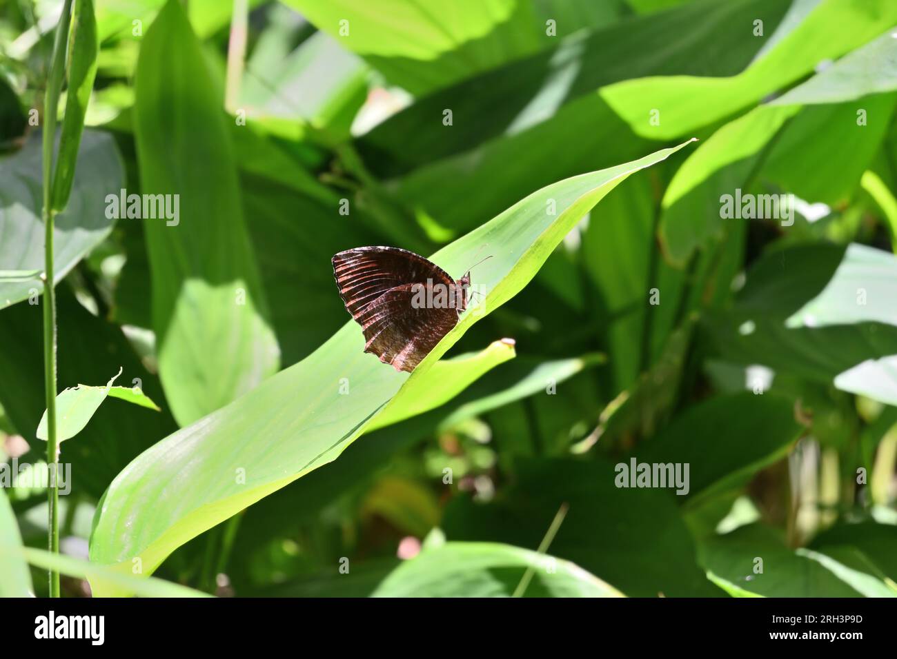 Side view of a brown colored butterfly known as the Common Palmfly is ...