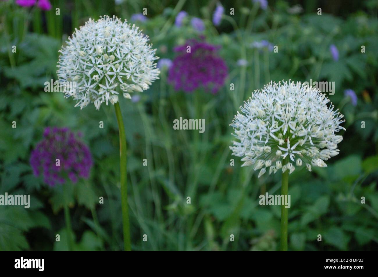 White flowering alliums hi-res stock photography and images - Alamy