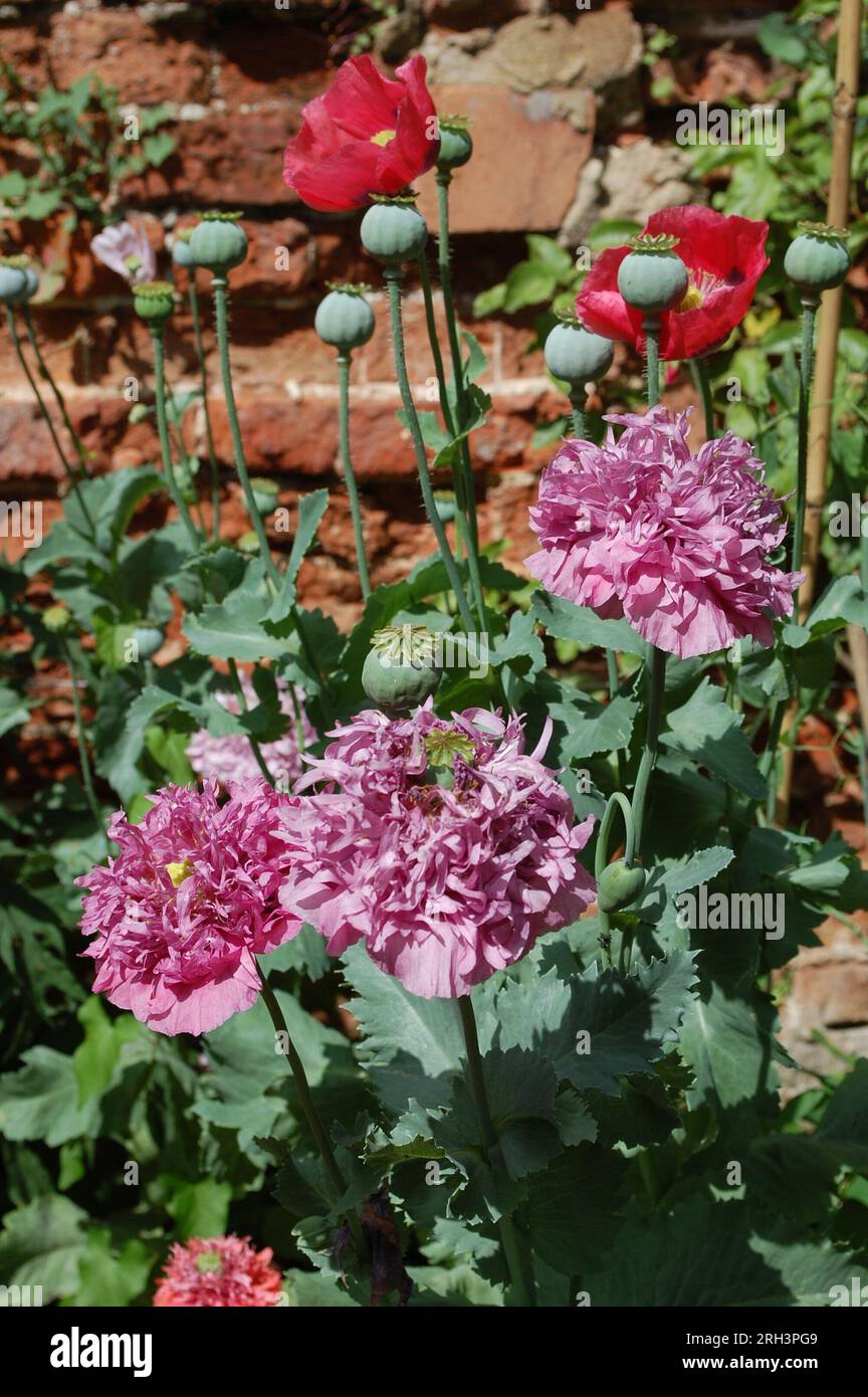 Poppy collections hi-res stock photography and images - Alamy