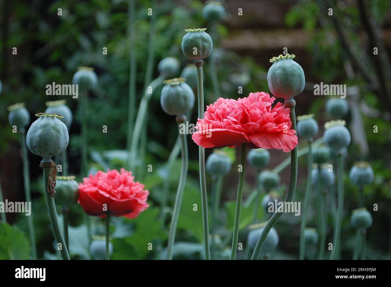 Poppy collections hi-res stock photography and images - Alamy