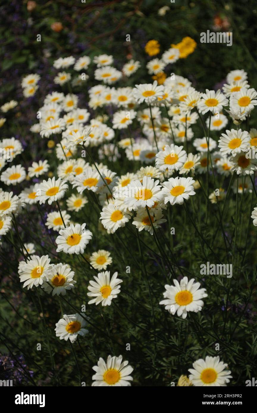 Colorful perennials hi-res stock photography and images - Alamy