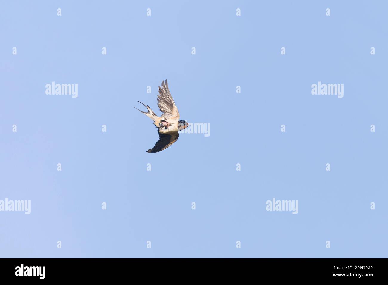 Brood patch hi-res stock photography and images - Alamy