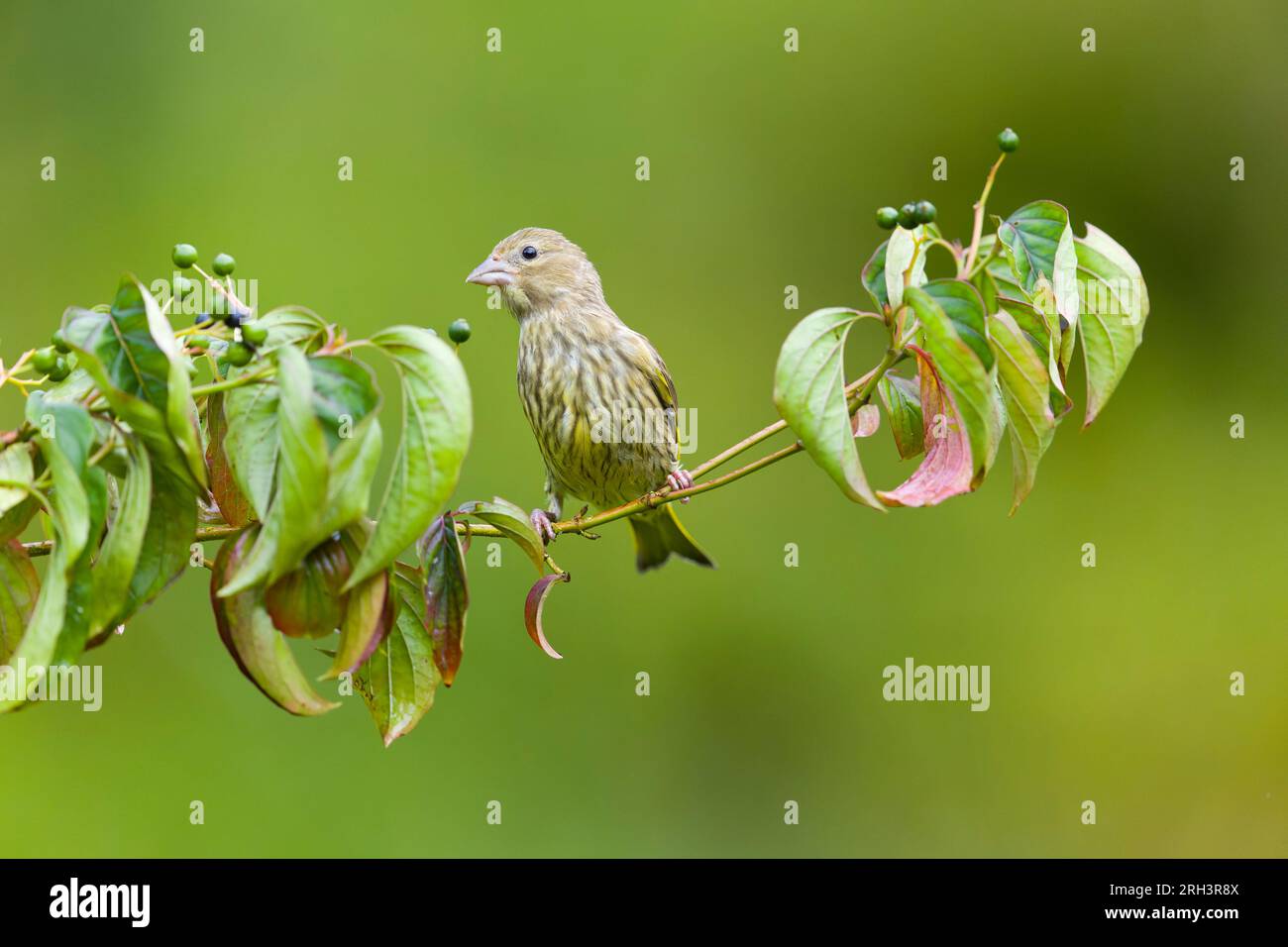 European greenfinch Carduelis chloris, juvenile perched on Dogwood ...