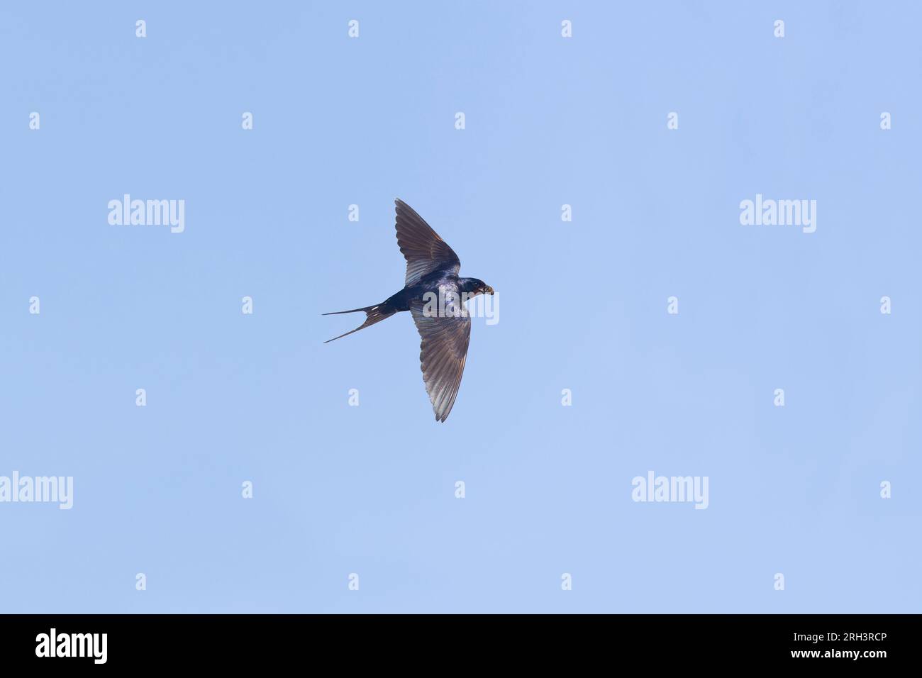 Barn swallow Hirundo rustica, adult flying with insect in beak, Suffolk ...