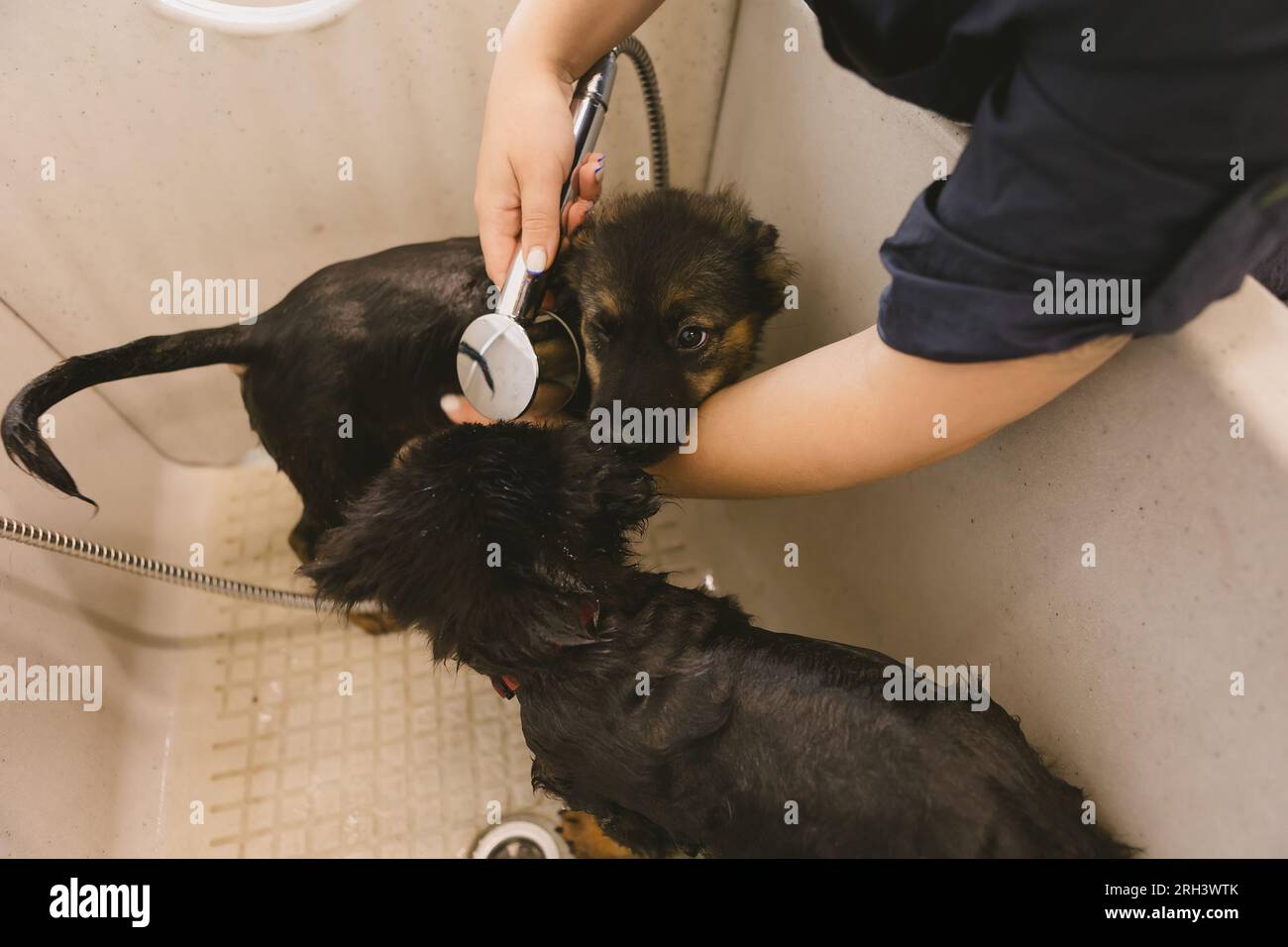 Two wet cute and beautiful puppy dogs bath in the bathtub and washing ...