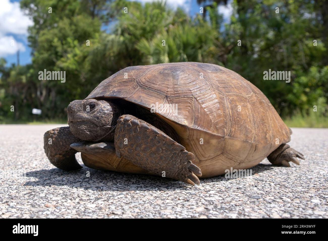 Wild Gopher Tortoise crossing rural road in Florida, USA. Endangered ...