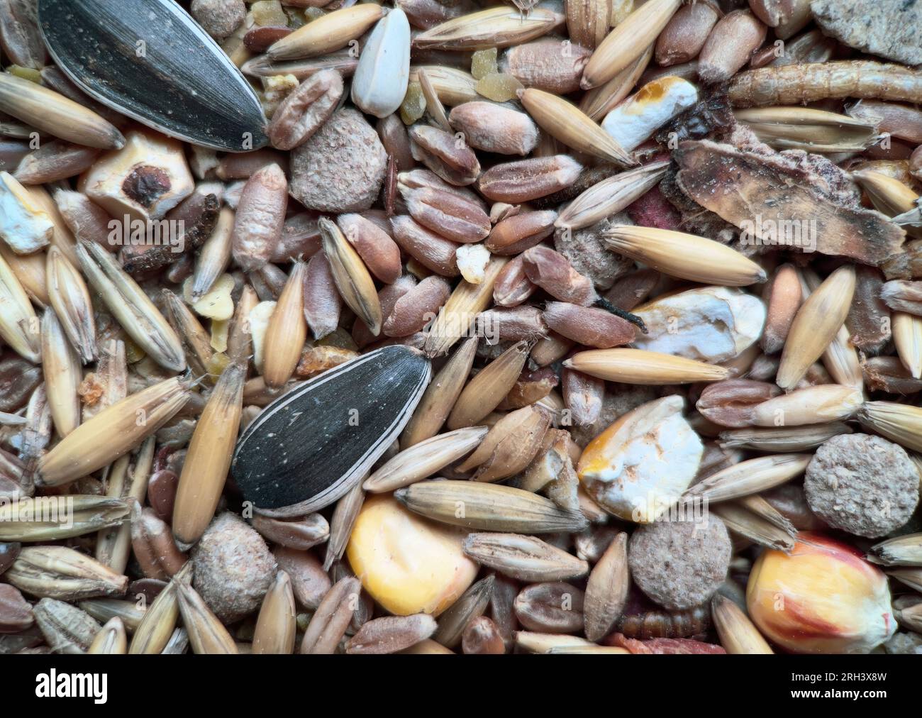 Food for rodents from oats, grass pellets, animal feed, corn, wheat ...