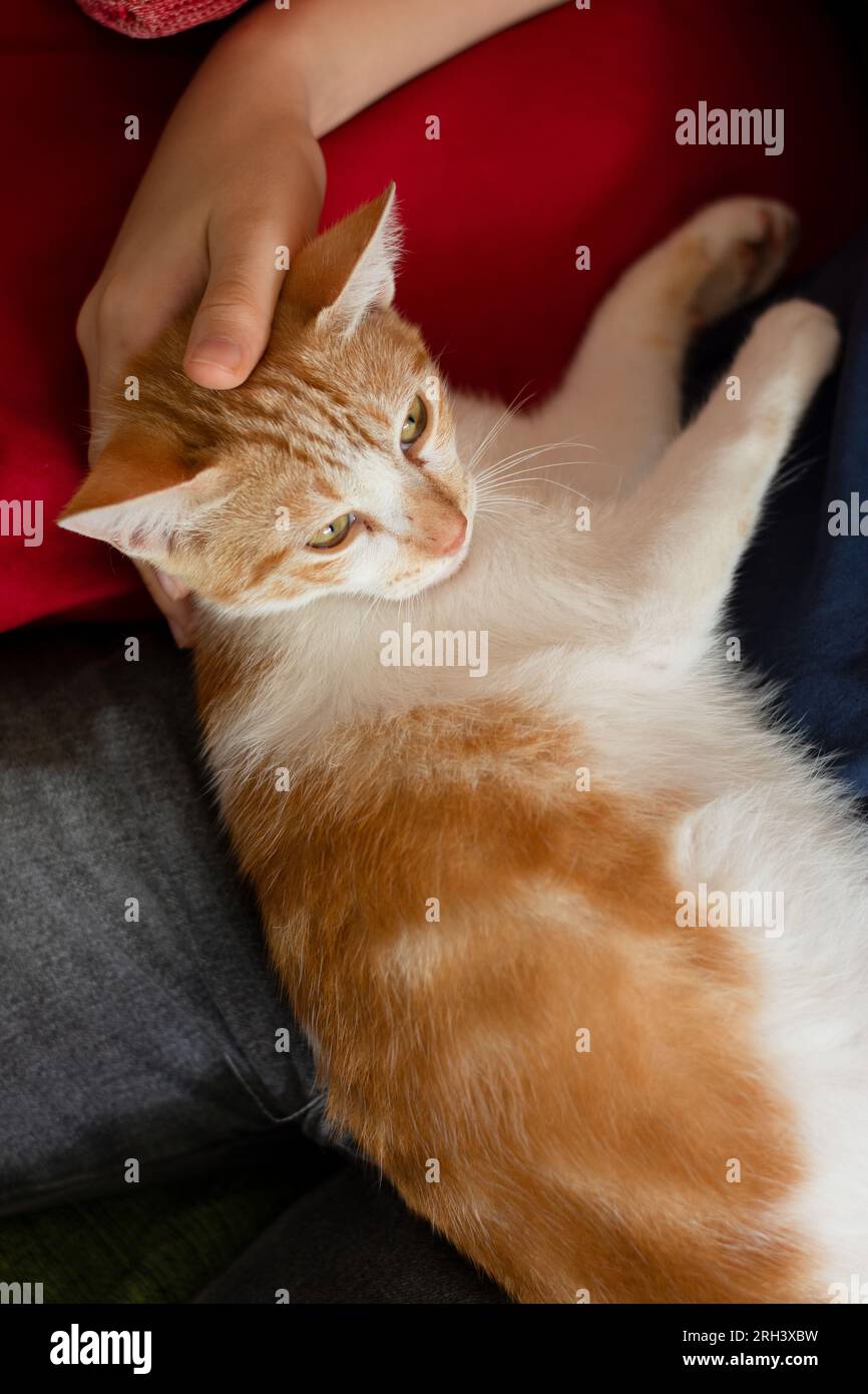 Beautiful tabby kitten enjoying the caresses of its human. Male hand ...