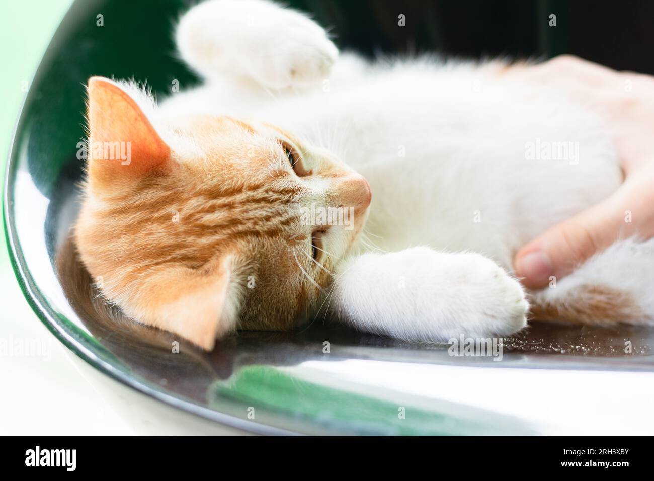 Beautiful white and light yellow kitten lying down having fun with its ...