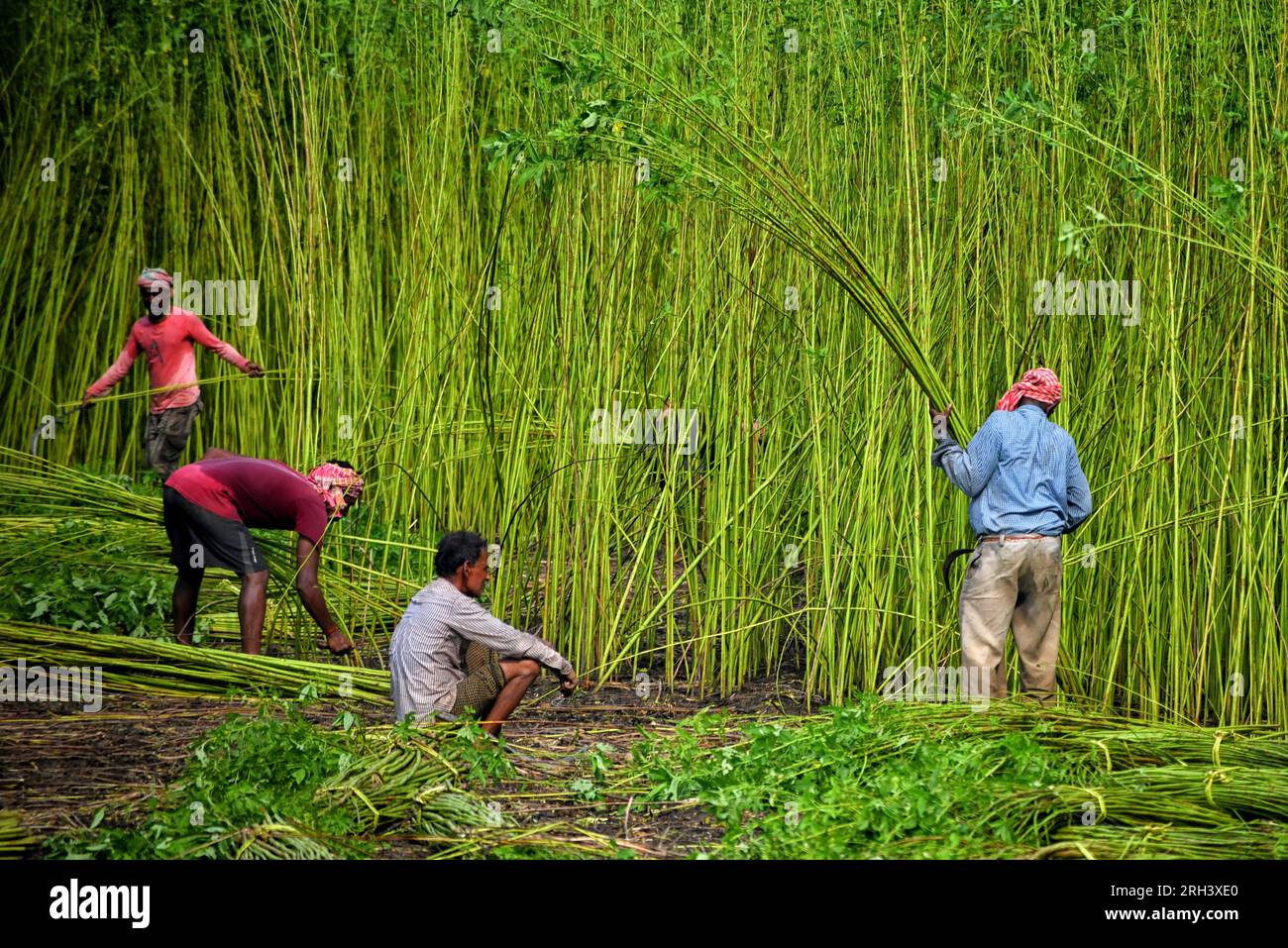 A group of farmers stacks stalks of freshly harvested jute at Bortir ...