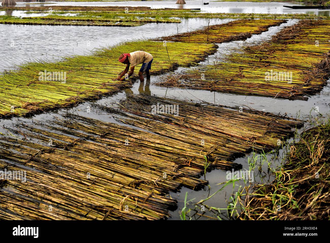 A farmer stacks stalks of freshly harvested jute at Bortir Bill, a vast ...