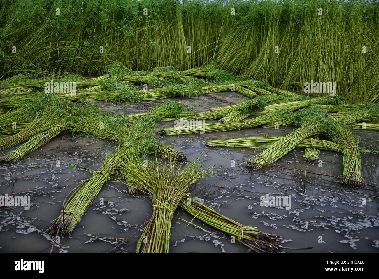 Stalks of freshly harvested jute at Bortir Bill, a vast wetland ...