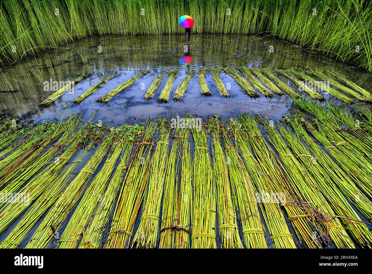 A farmer seen retting jute using a colorful umbrella to protect himself ...