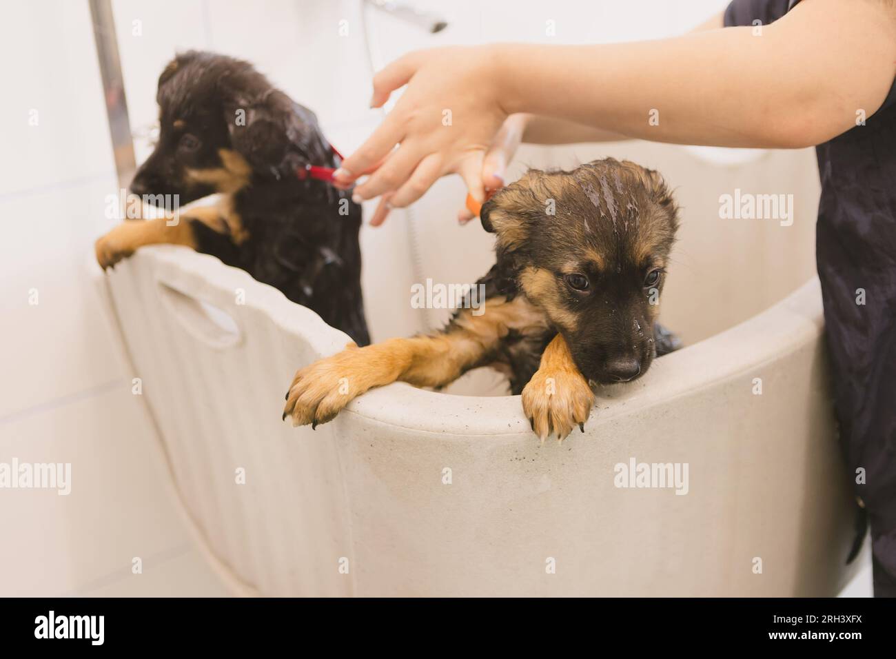 Washing a puppy store