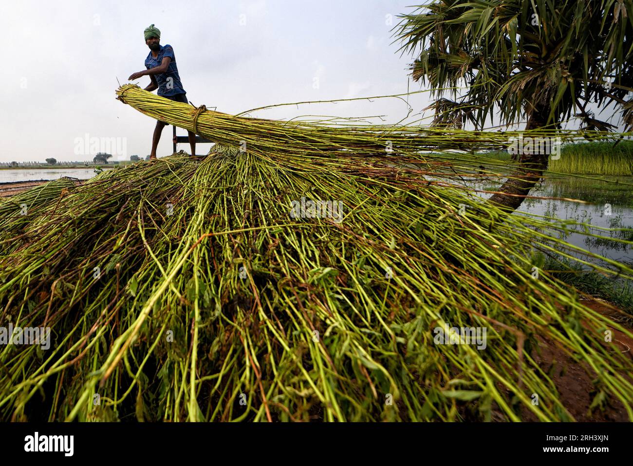 Motor transport crops hi-res stock photography and images - Alamy