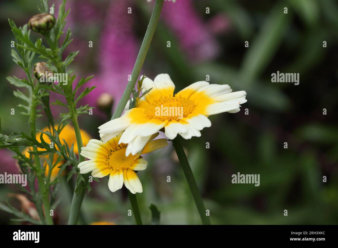 Crown Daisy Glebionis coronaria flower with white petal tips and yellow ...