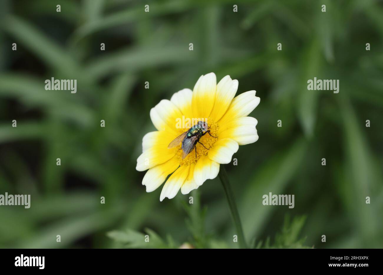 Greenbottle fly insect Lucilia sericata feeding on a Crown daisy flower ...