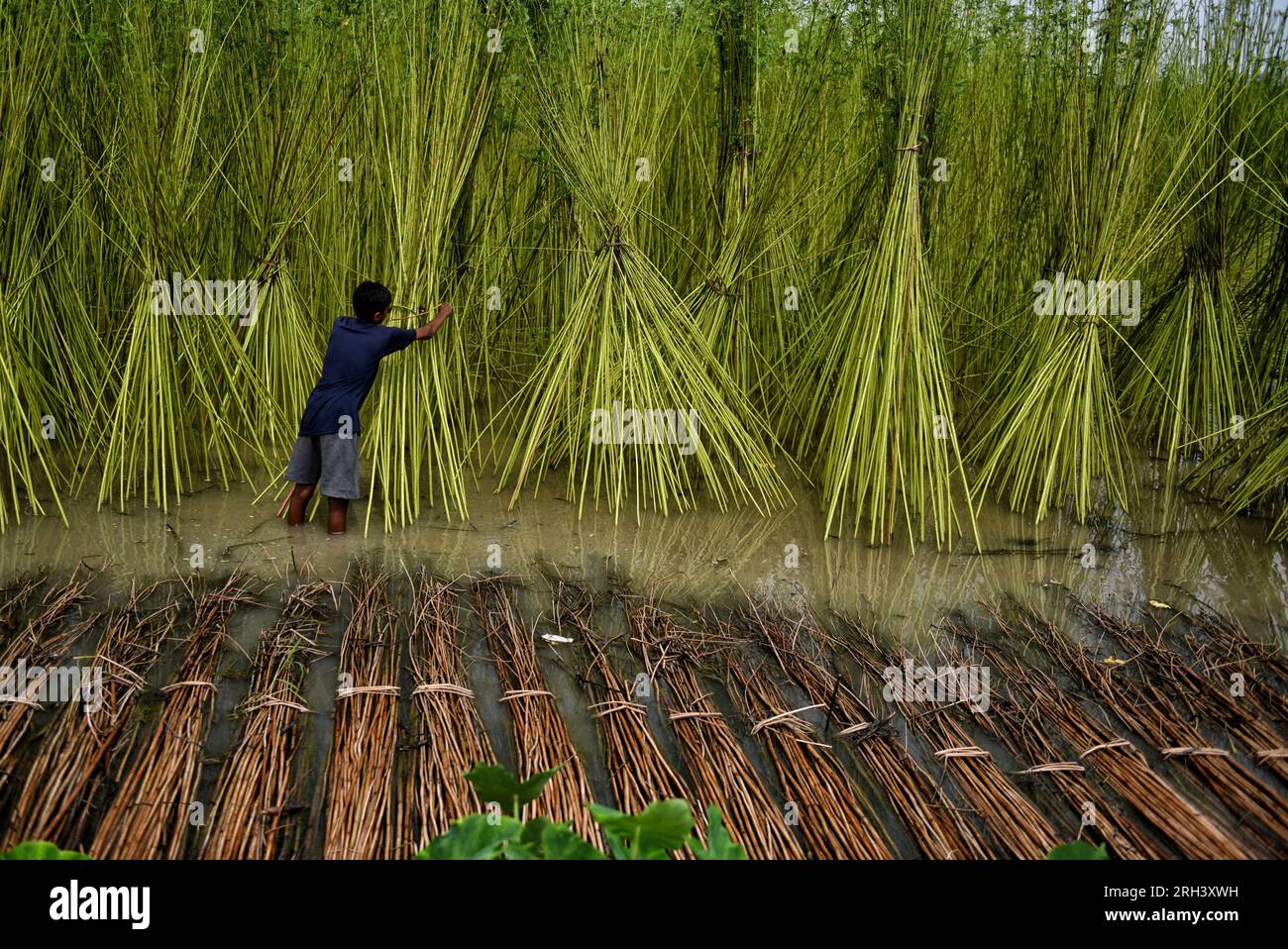 Kolkata, India. 12th Aug, 2023. A young farmer spreads Jute stalks at ...