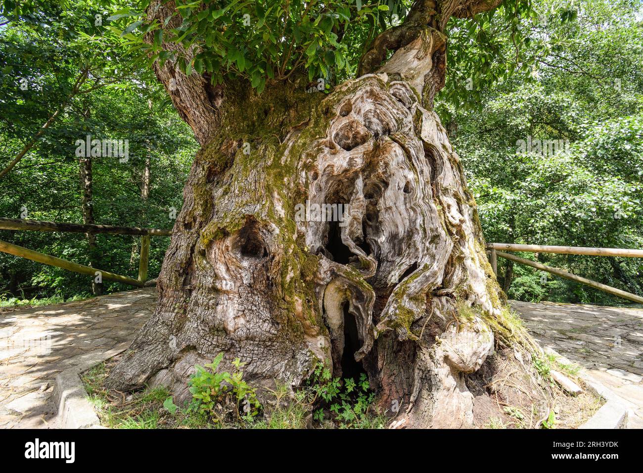 Ancient chesnut tree hi-res stock photography and images - Alamy