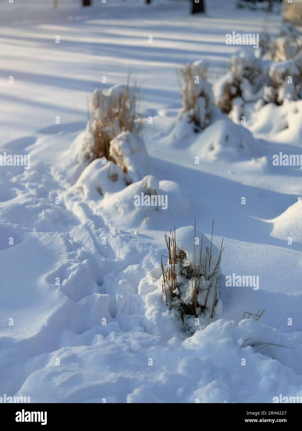 Natural winter background from snow falling on the ground Stock Photo ...