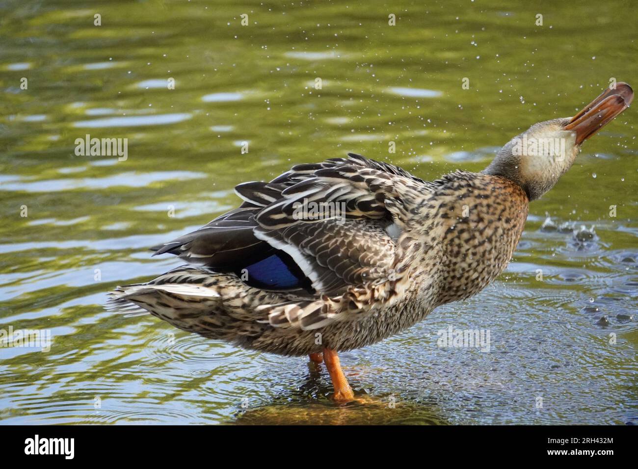 Female mallard duck shaking off water Stock Photo - Alamy