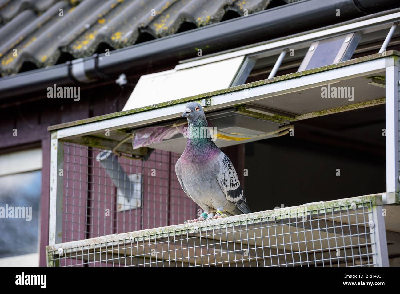 Beautiful carrier pigeon stands in the opening of his pigeon loft Stock ...