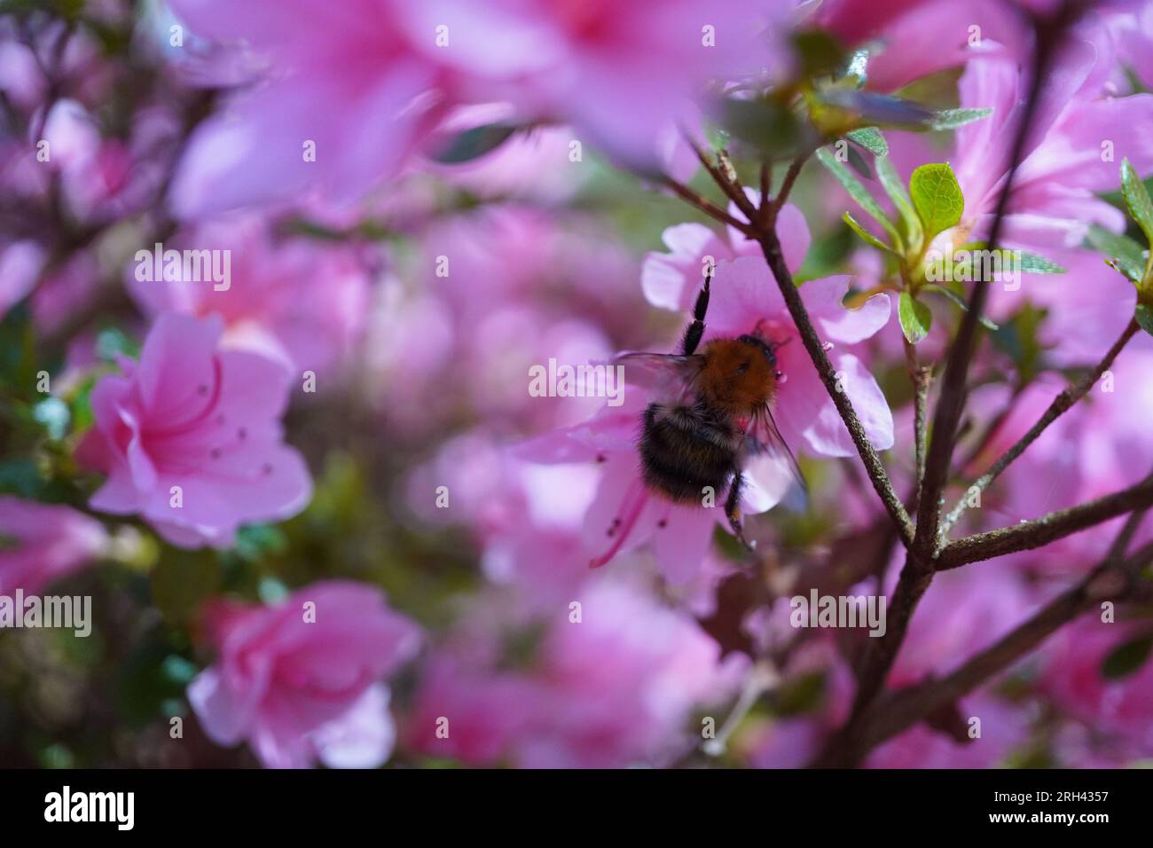 Bumble bee on azaleas Stock Photo - Alamy