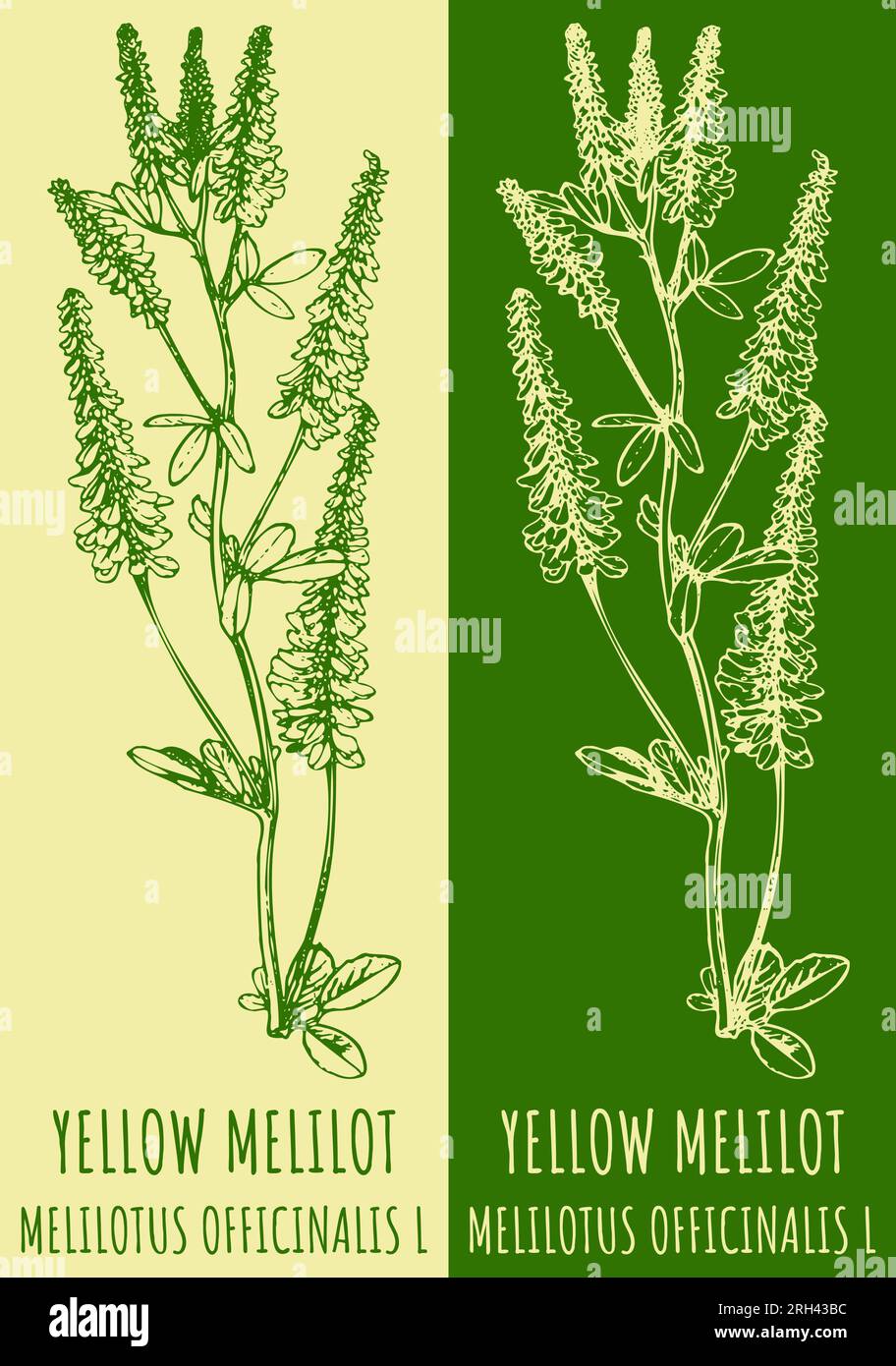 Vector drawing YELLOW MELILOT. Hand drawn illustration. The Latin name ...