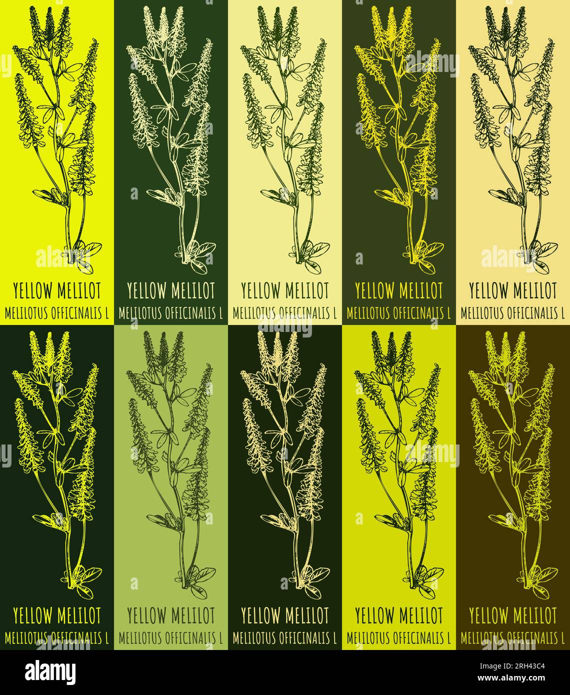 Set of vector drawing YELLOW MELILOT in various colors. Hand drawn ...