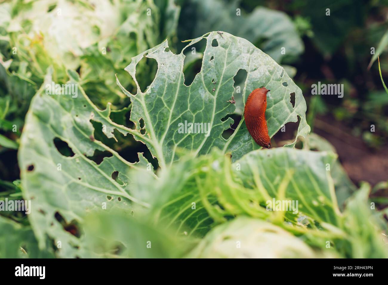Spanish slug eating cabbage leaf in summer garden. Slug damaging ...