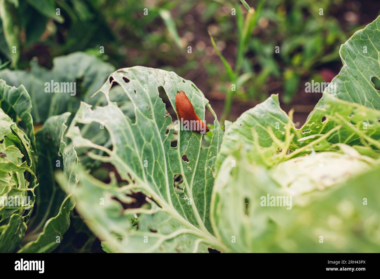 Spanish slug eating cabbage leaf in summer garden. Slug damaging ...