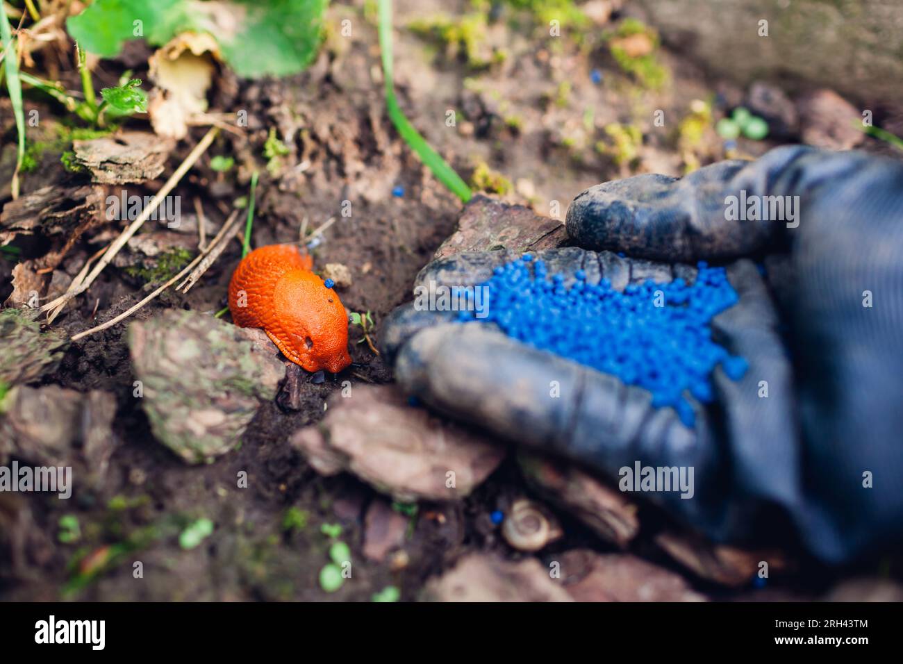 Slug and snail pellets hi-res stock photography and images - Alamy