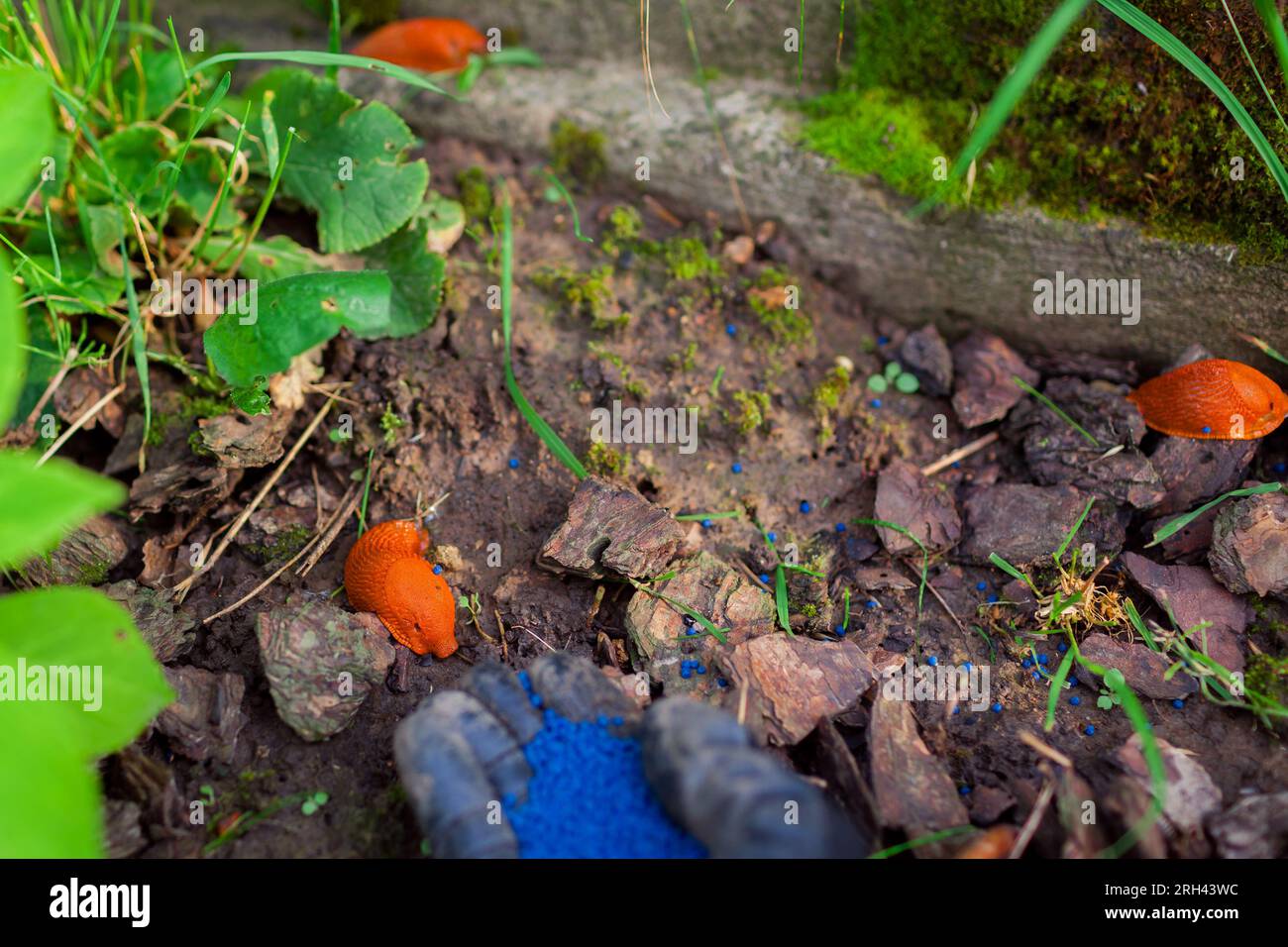 Slug poisoned bait for pest control. Gardener throwing blue granules on ...