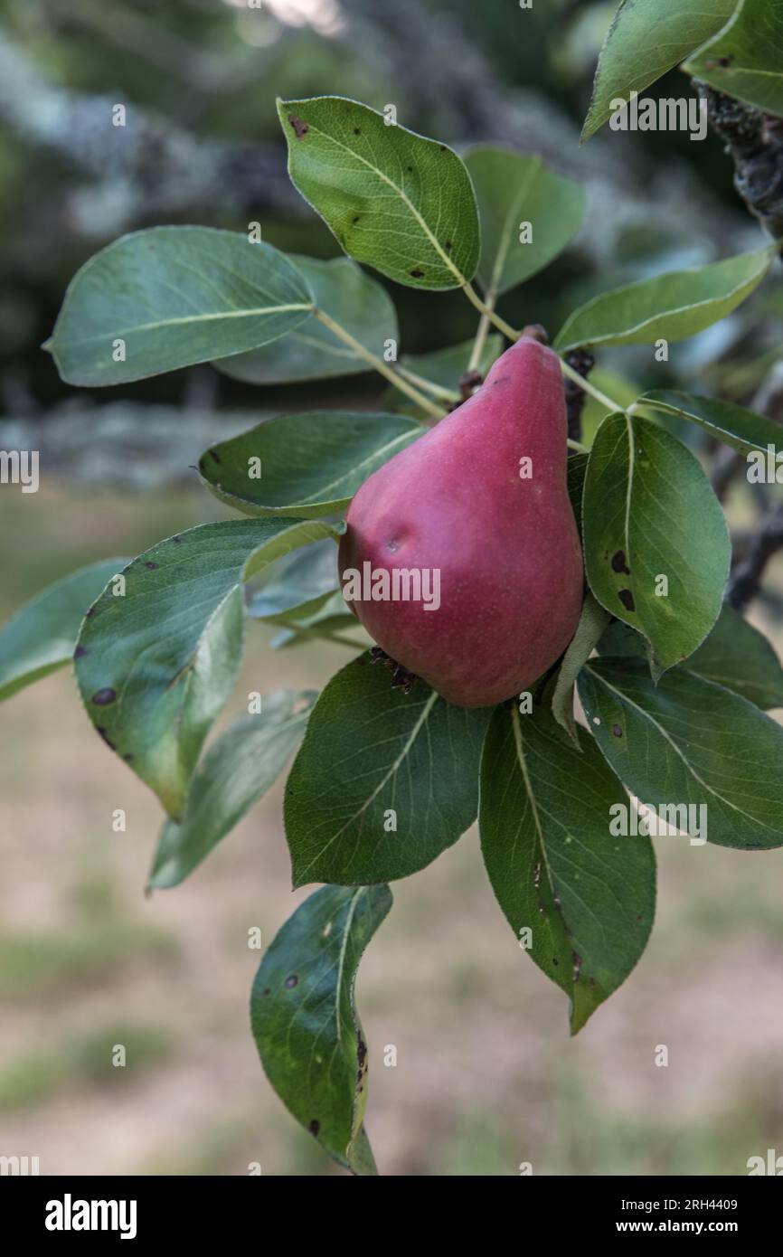 Poirier france hi-res stock photography and images - Alamy