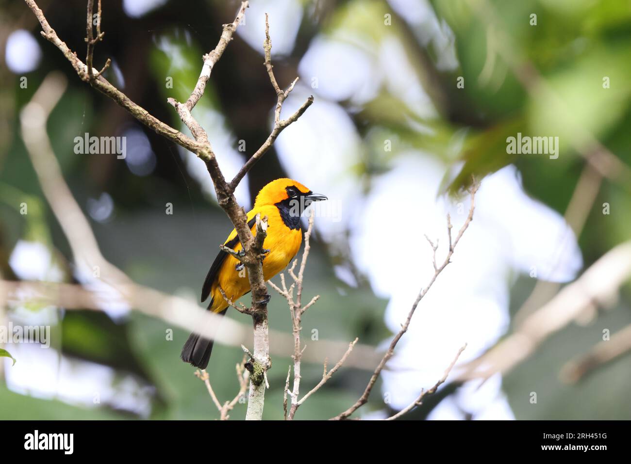 Kordensis hi-res stock photography and images - Alamy