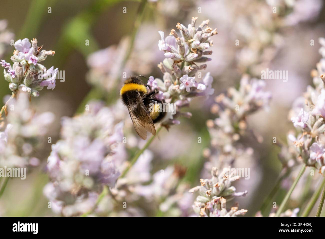 A white tailed bumble bee (Bombus lucorum) feeding on pink English ...