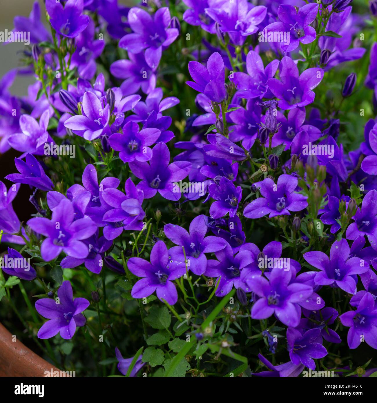 Campanula Portenschlagiana close up. Also known as Adria Bellflower ...