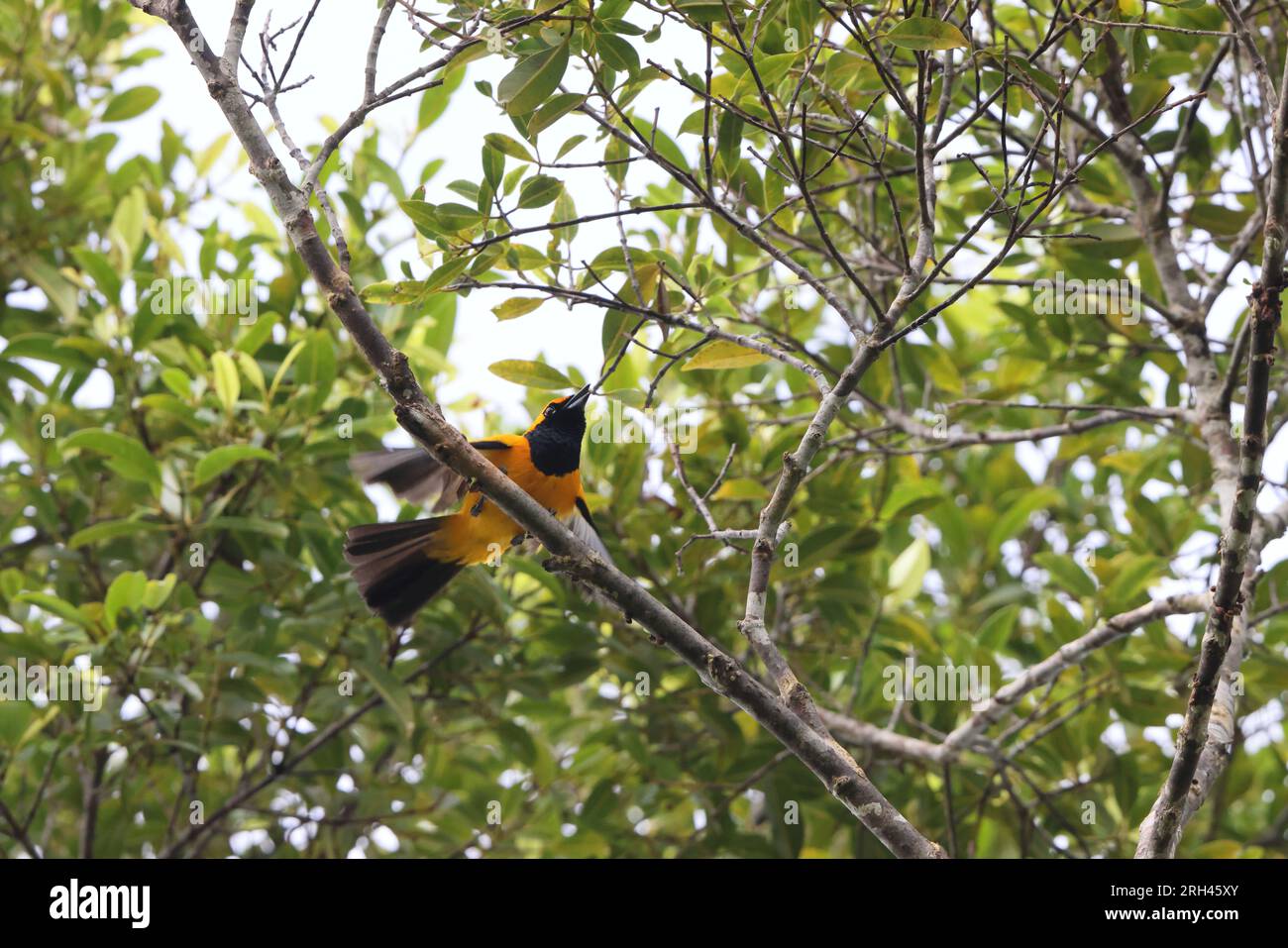 Kordensis hi-res stock photography and images - Alamy