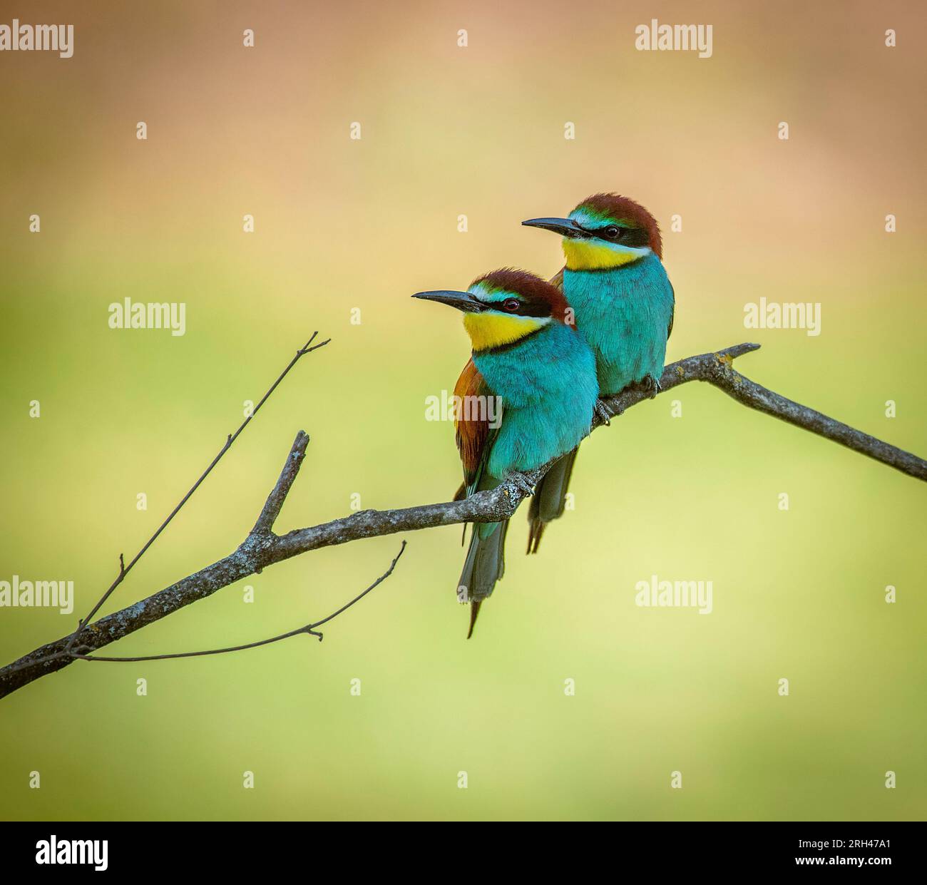 Fondo rama hi-res stock photography and images - Alamy