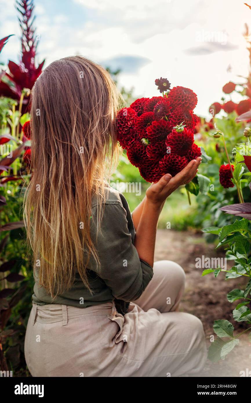 Back view of female gardener holding bouquet of red ball dahlias on ...