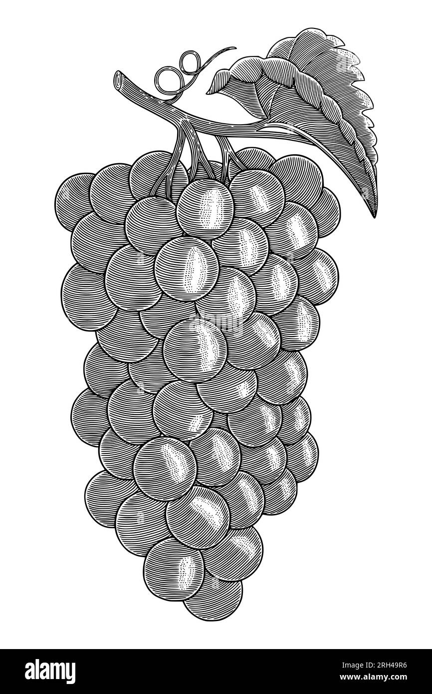 Grapes. Hand drawn vintage engraving style illustration Stock Vector ...