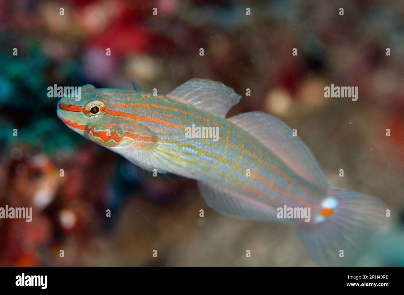 Crosshatch Goby, Amblygobius decussatus, likely has a growth iperhaps due to a viral ...