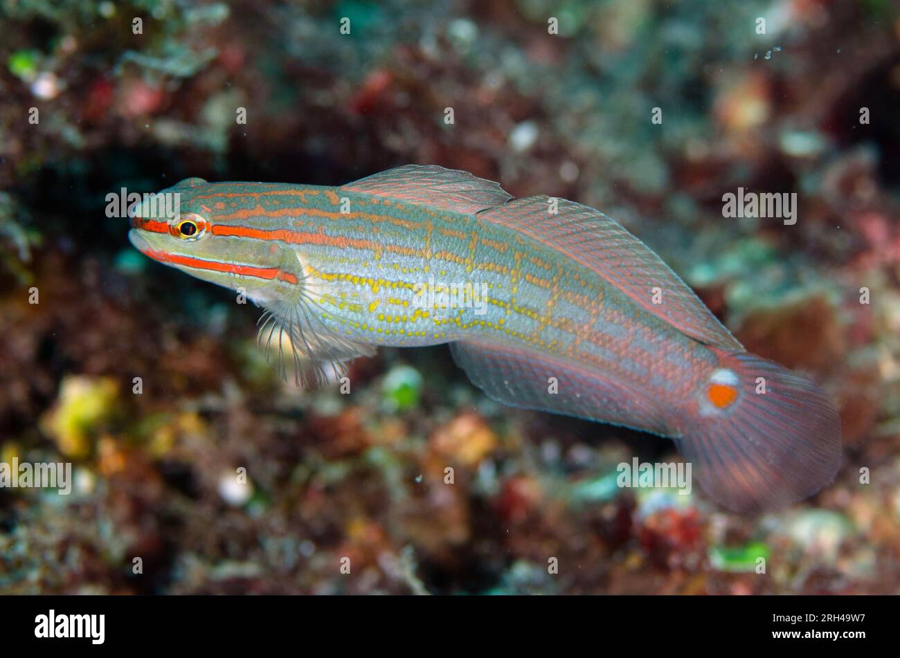 Crosshatch Goby, Amblygobius decussatus, Kareko Point dive site, Lembeh ...